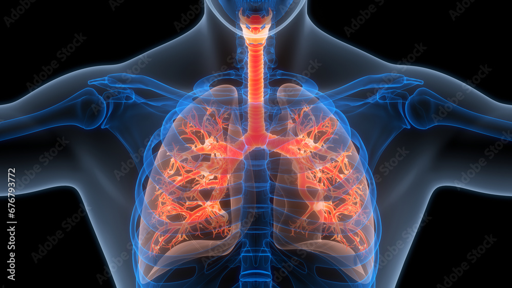Human Respiratory System Poster Human Respiratory System, Lungs,