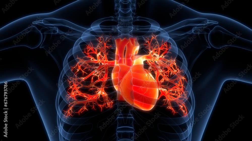 Human Circulatory System Heart Anatomy Stock Illustration | Adobe Stock