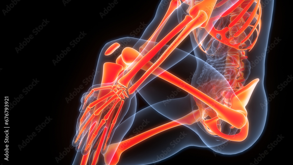 Human Skeleton System Knee Bone Joints Anatomy Stock Illustration ...