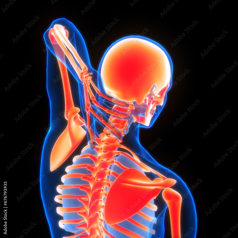 Human Skeleton System Bone Joints Anatomy Stock Illustration | Adobe Stock