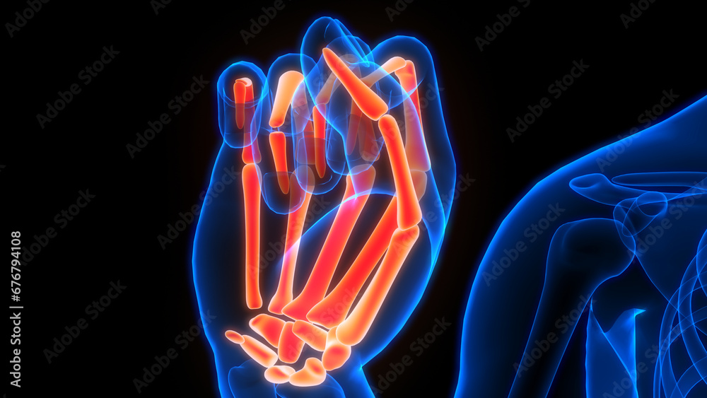 Human Skeleton System Palm Hand Bone Joints Anatomy Stock Illustration ...