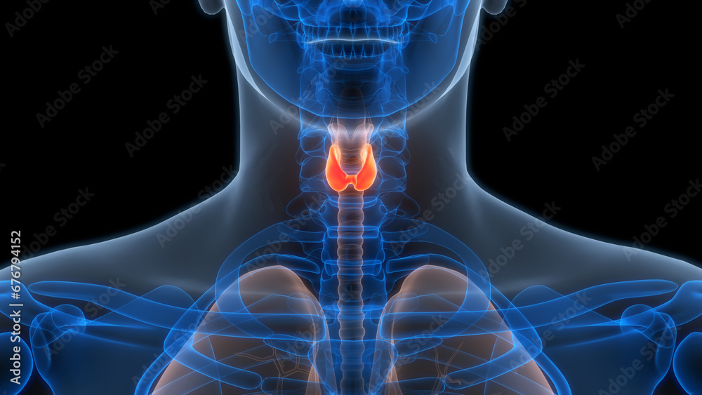 Human Body Glands Thyroid Gland Anatomy Stock Illustration | Adobe Stock