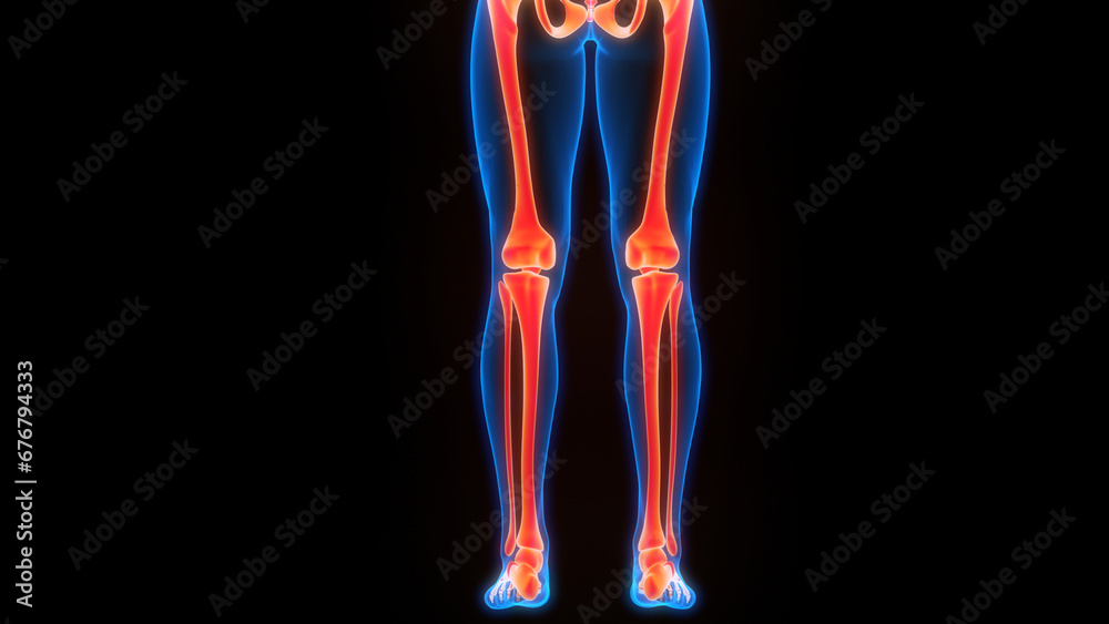 Human Skeleton System Lower Limbs Bone Joints Anatomy Stock ...