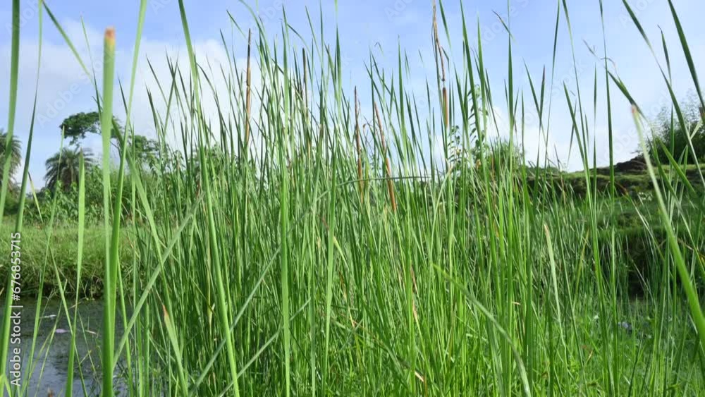Typha angustifolia plant. Its other names lesser bulrush, narrowleaf ...
