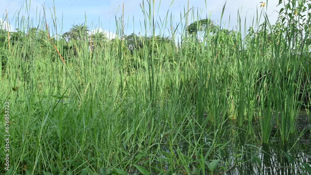 Typha angustifolia plant. Its other names lesser bulrush, narrowleaf ...