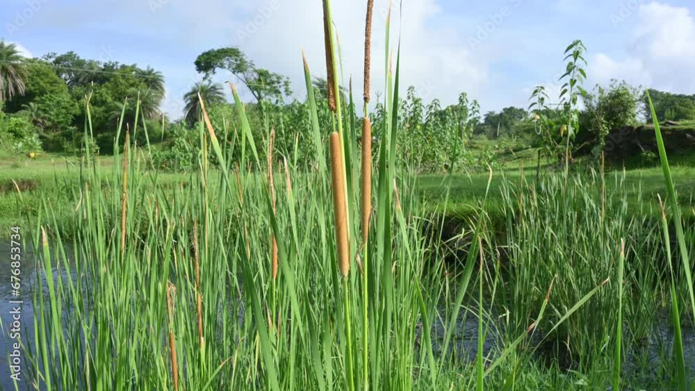 Typha angustifolia plant. Its other names lesser bulrush, narrowleaf ...