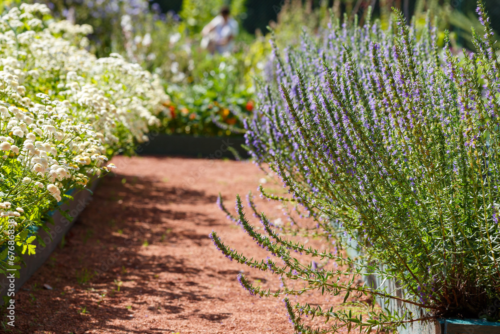 Medicinal hyssop ( lat. Hyssopus officinalis ) is a medicinal plant in ...