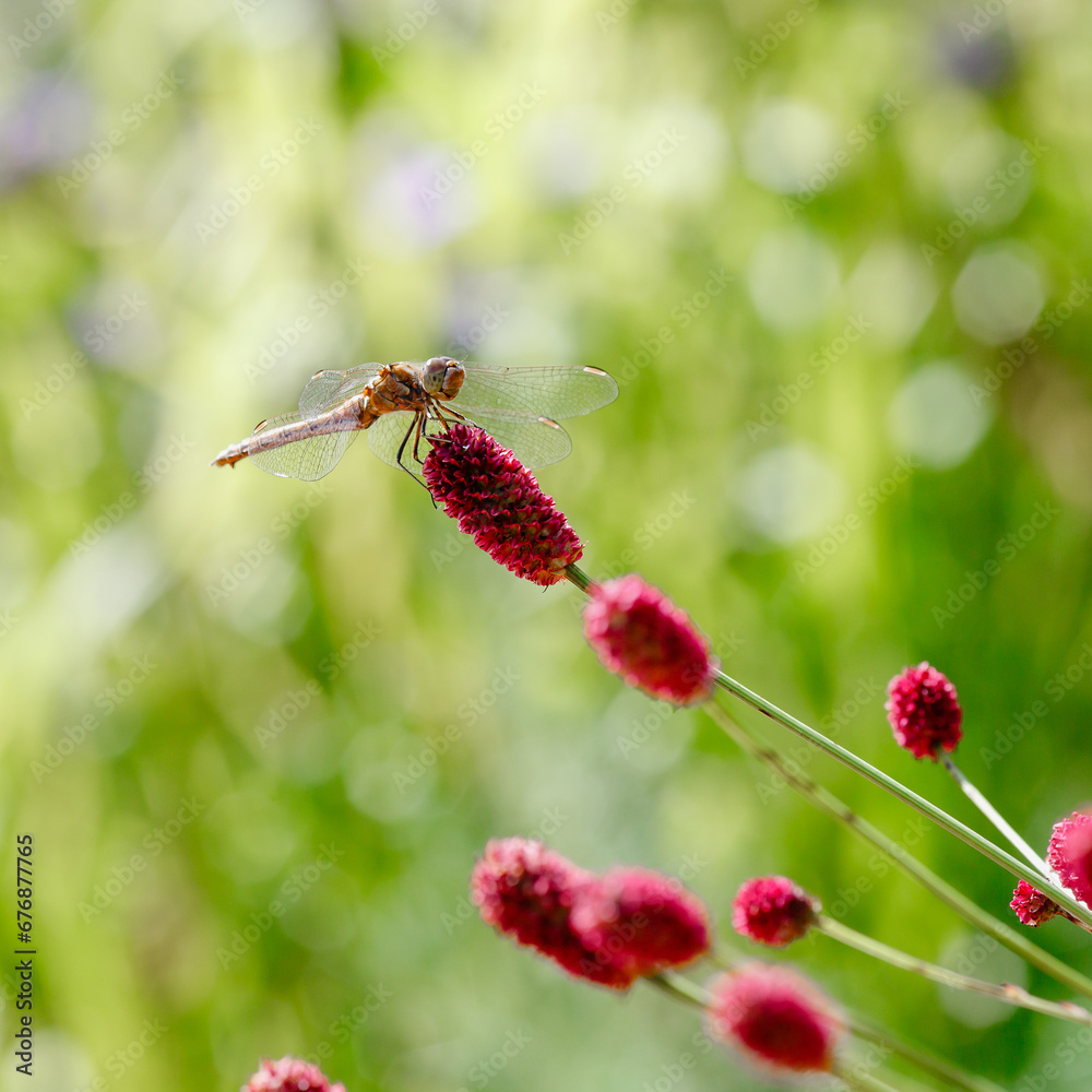 Burnet ( lat . Sanguisorba officinalis ) is a perennial herbaceous ...