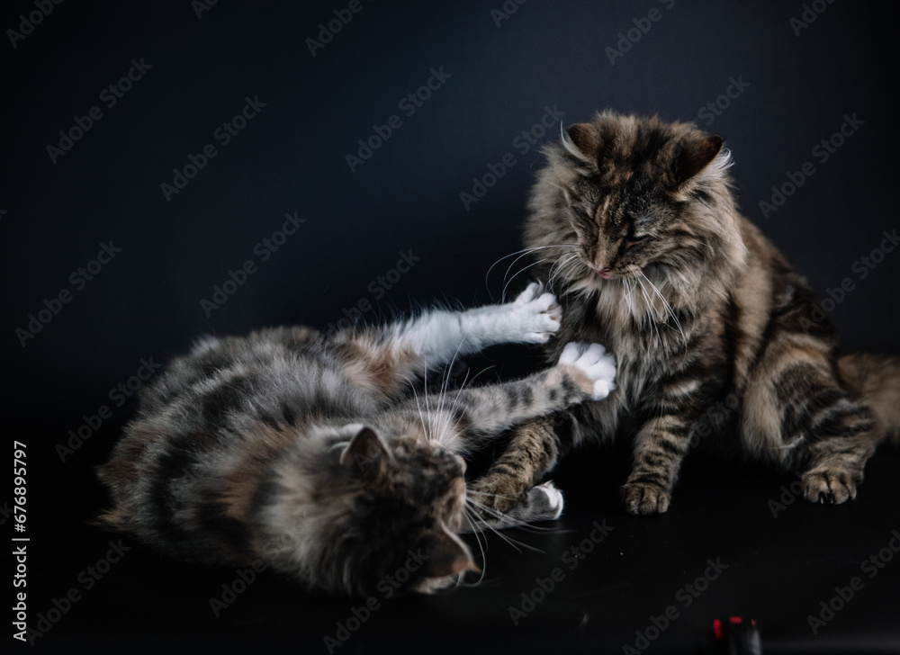 Norwegian forest cat fight Stock Photo | Adobe Stock