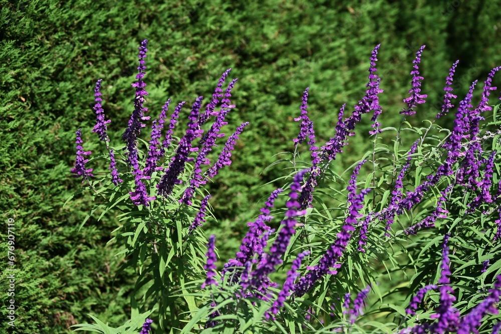 Salvia splendens flowers. Lamiaceae perennial plants. Long lip flowers ...