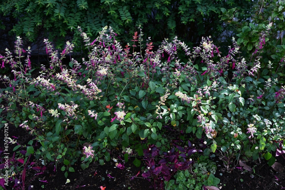 Salvia splendens flowers. Lamiaceae perennial plants. Long lip flowers ...