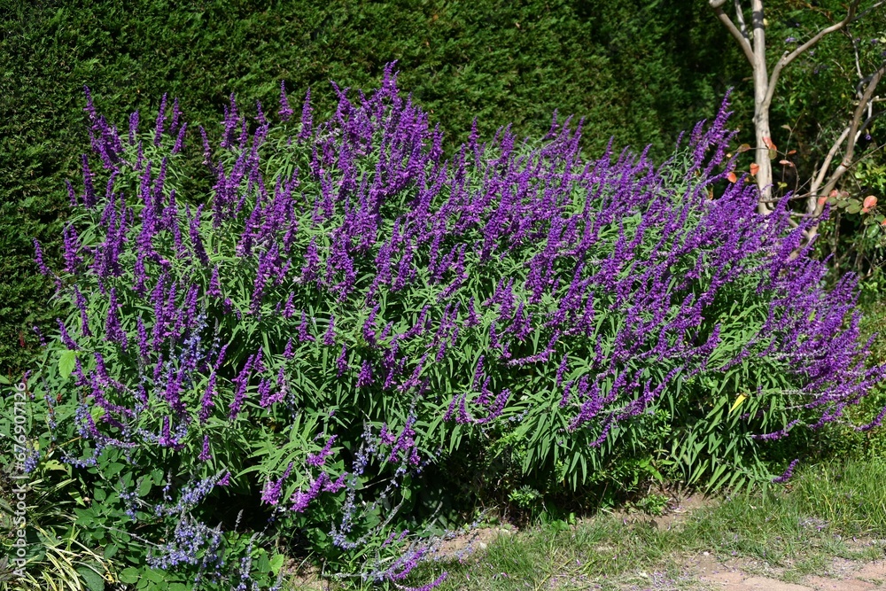Salvia splendens flowers. Lamiaceae perennial plants. Long lip flowers ...