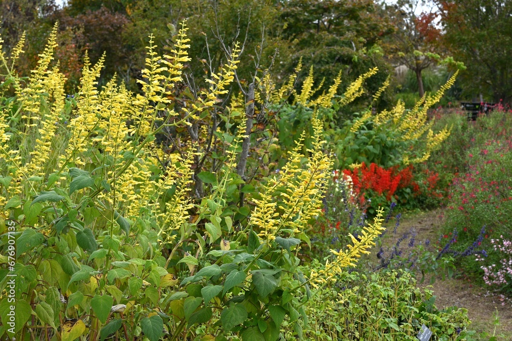 Salvia splendens flowers. Lamiaceae perennial plants. Long lip flowers ...
