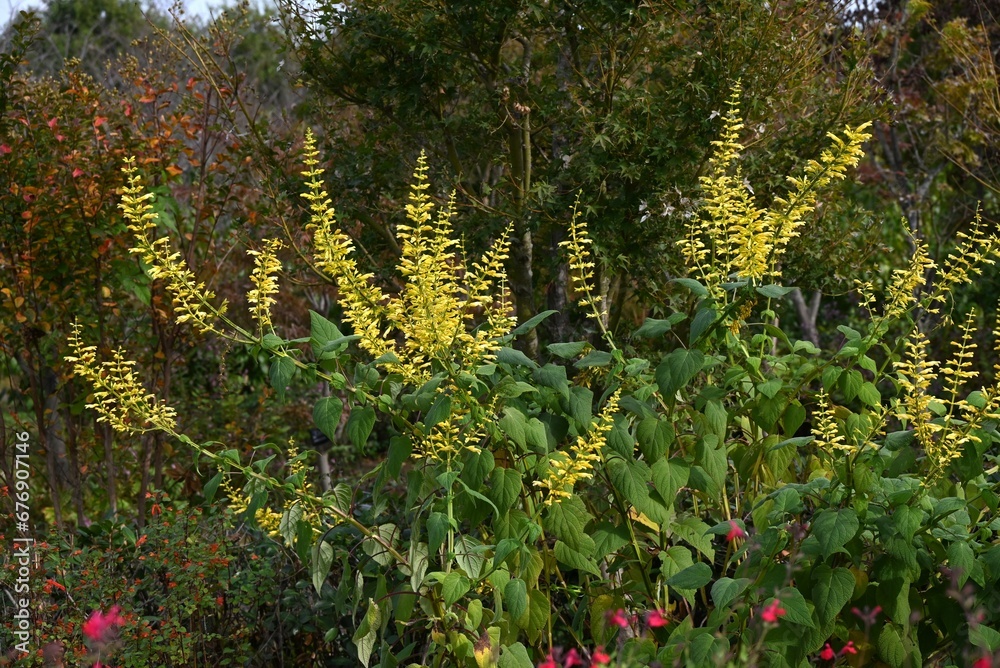 Salvia splendens flowers. Lamiaceae perennial plants. Long lip flowers ...