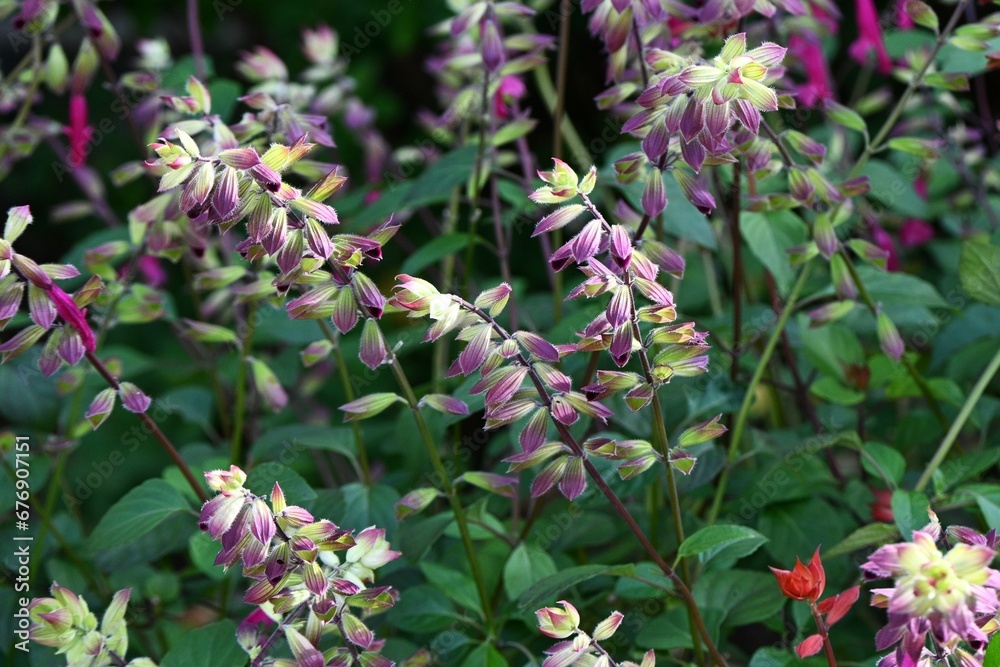 Salvia splendens flowers. Lamiaceae perennial plants. Long lip flowers ...