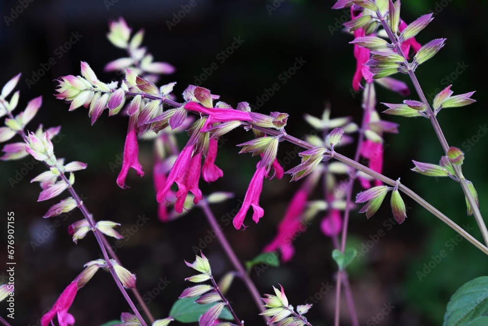 Salvia splendens flowers. Lamiaceae perennial plants. Long lip flowers ...