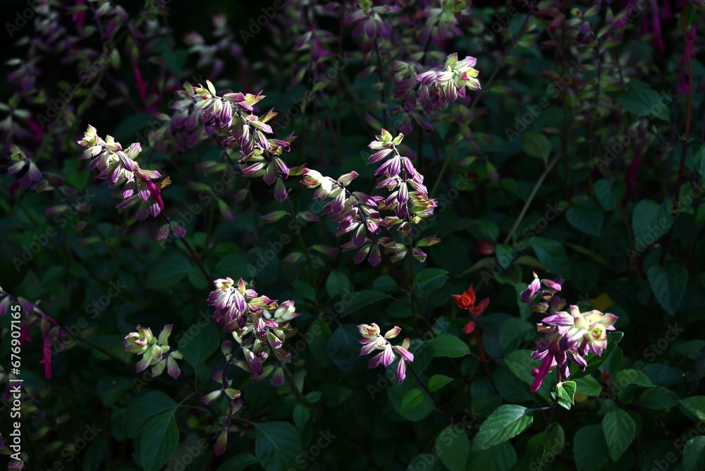 Salvia splendens flowers. Lamiaceae perennial plants. Long lip flowers ...