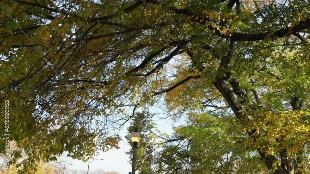 footage of beautiful yellow and green autumn trees with tall light ...