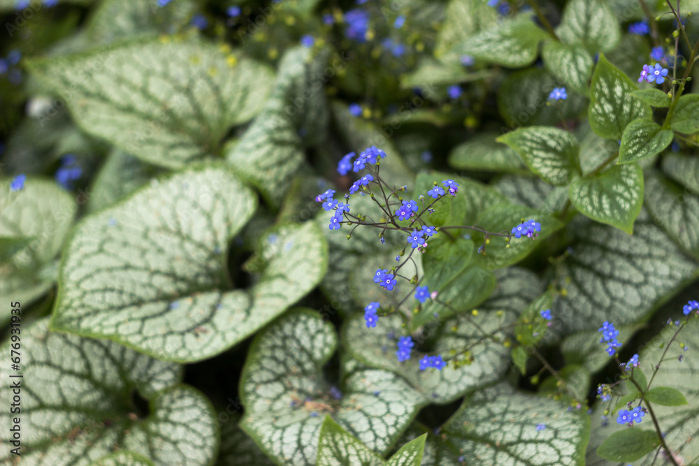 Largeleaf Brunnera macrophylla Jack Frost (siberian bugloss, great ... Largeleaf Brunnera macrophylla Jack Frost (siberian bugloss, great ...