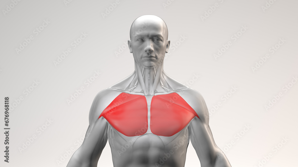 Athletic male anatomy focusing on pectoral chest muscle Stock ...
