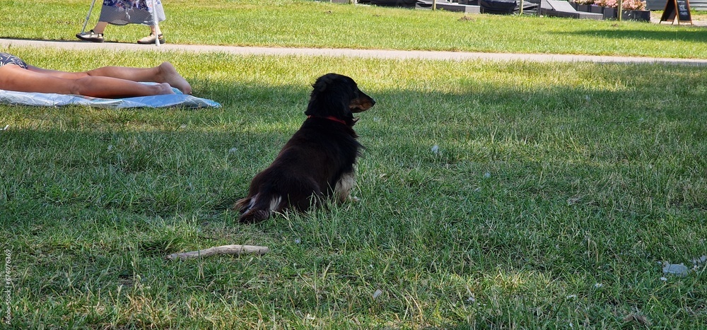 dachshund, also known as the wiener dog, badger dog, doxie, and sausage ...