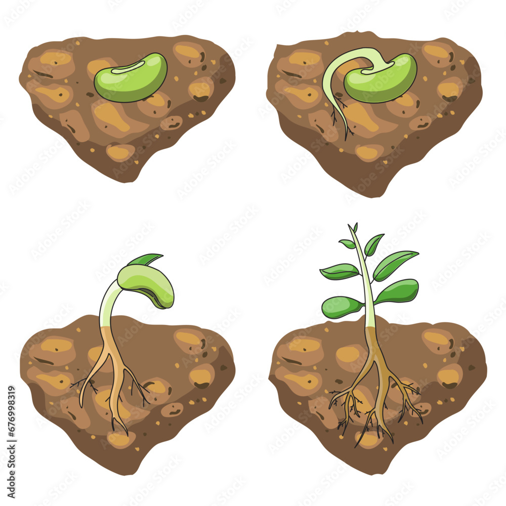 Plant growth stages. sprout grow cycle of bean seeds. vector ...