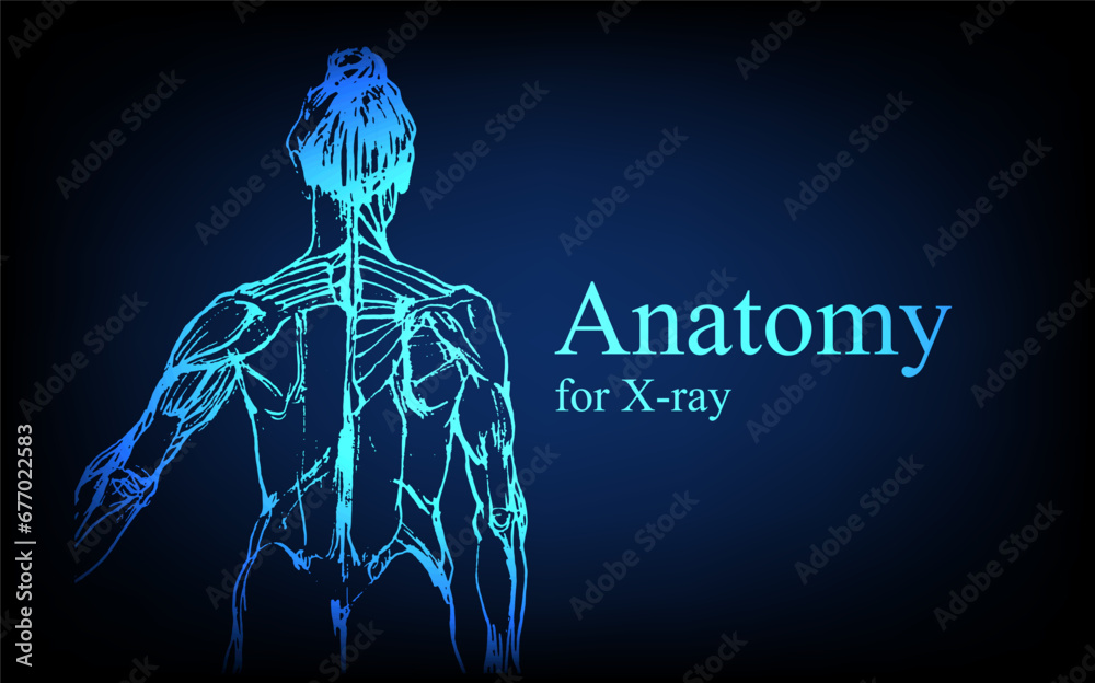 Human anatomy in front on x ray view. Anatomy human body connection ...