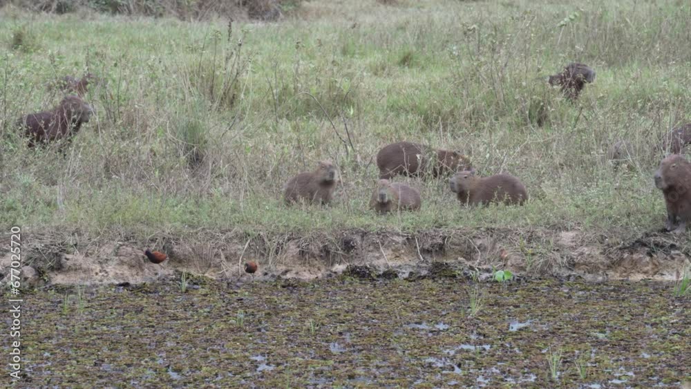 family of greater capybara, Hydrochoerus hydrochaeris, is the largest ...
