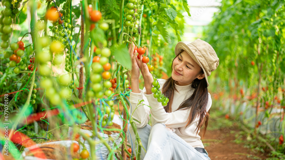 Farmer woman picking check farm Cherry tomato harvest farmer collect at greenhouse work inspect ...