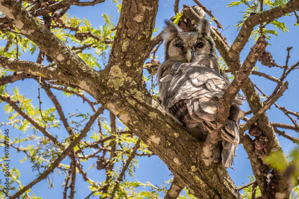 Verreaux's Eagle Owl, Bubo lacteus, also known as the milky eagle owl ...