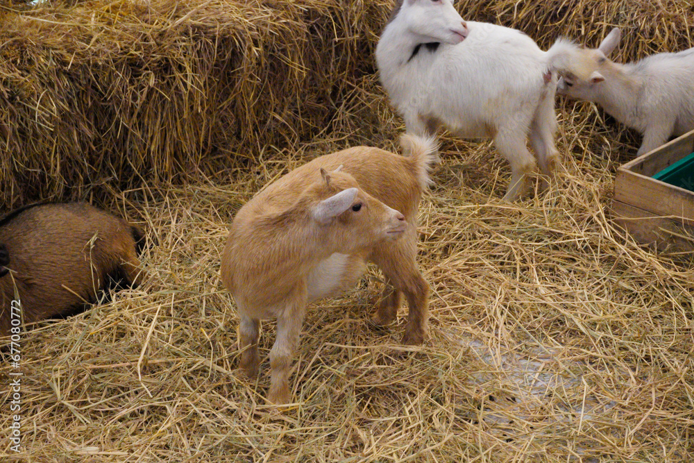 Mini Pygmy Goat This is a tiny breed of goat, only 60 centimeters tall ...