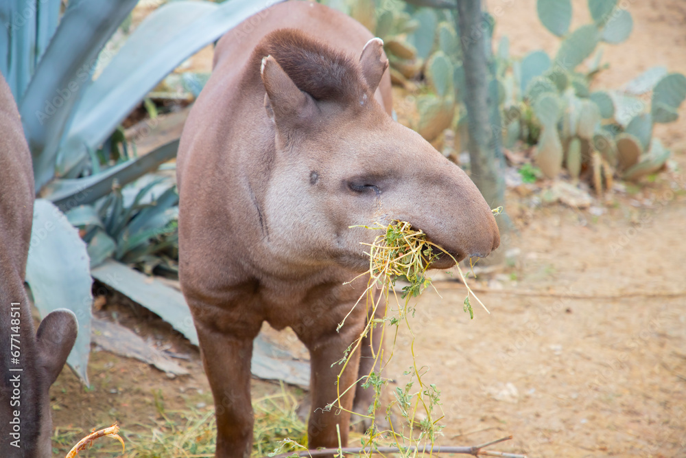South American tapir (Tapirus terrestris) , also called the Brazilian ...