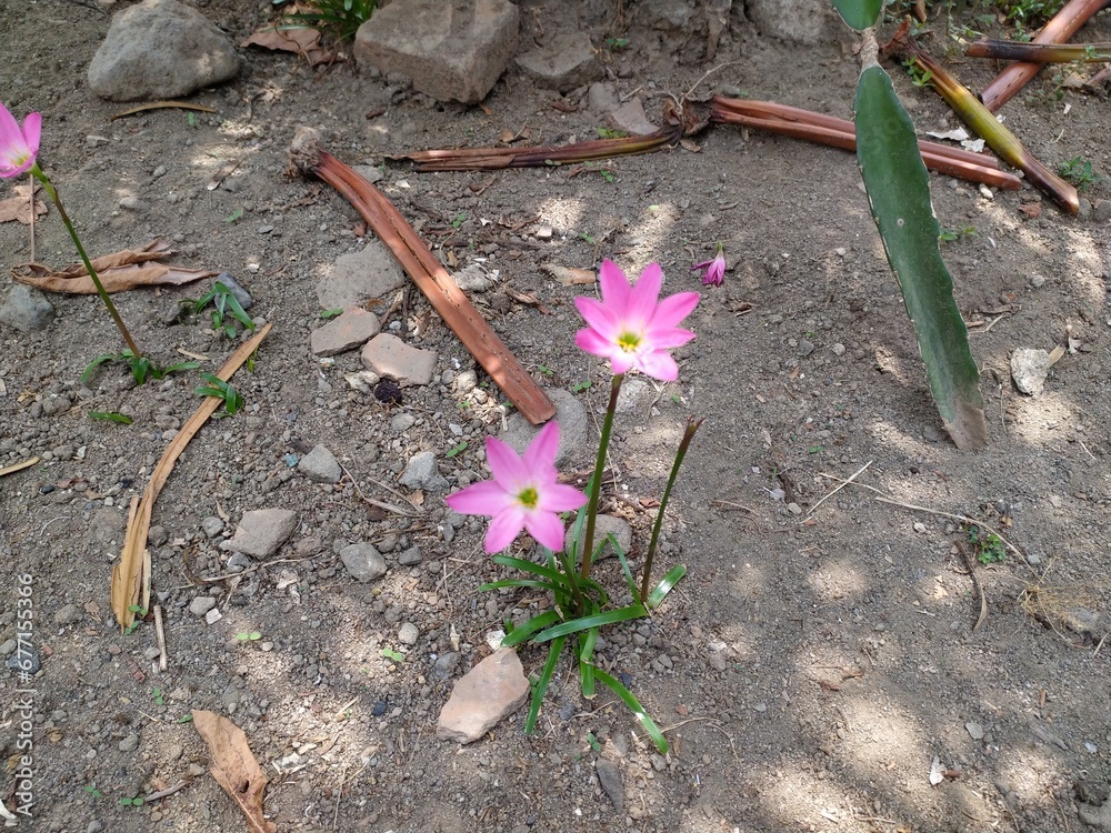 spring crocus rosepink zephyr lily Zephyranthes minuta Amaryllis minuta ...