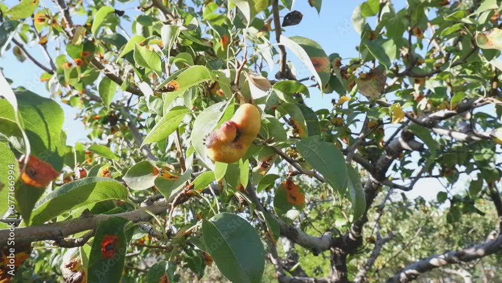 Disease of pear trees, rust spots on the leaves. The fruit tree is ...