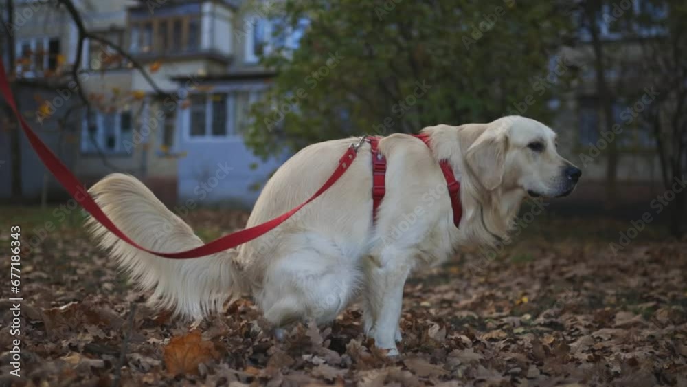 Golden retriever. golden retriever poops. Golden retriever poops in the ...