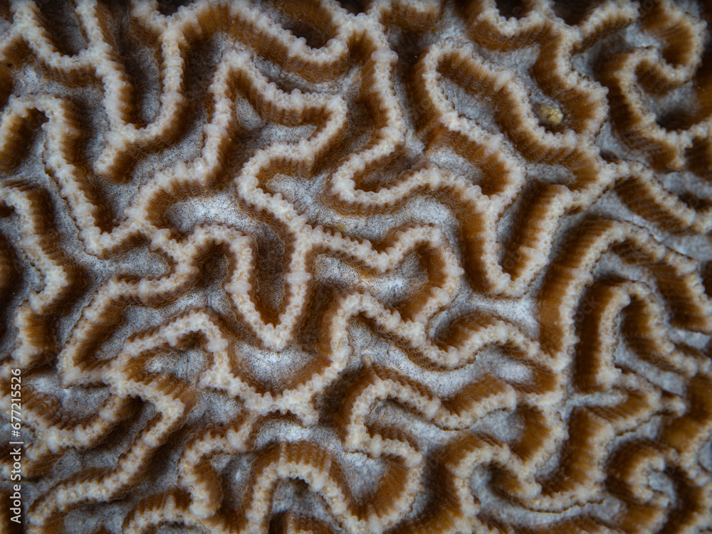 Detail of a hard coral colony in Raja Ampat, Indonesia. The robust ...