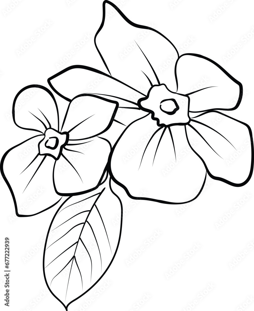 outline periwinkle drawing, periwinkle flower line drawing, clip art ...