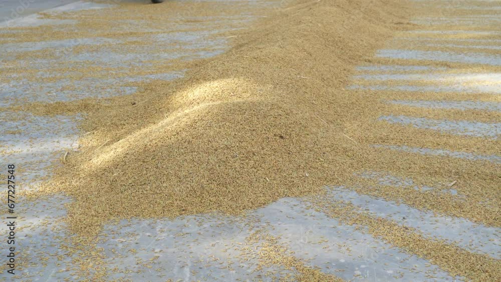 Paddy rice bean drying in a yard. This is the natural paddy rice drying ...