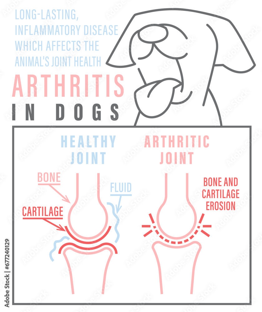 Arthritis, osteoarthritis in dogs. Common disease. Veterinarian ...