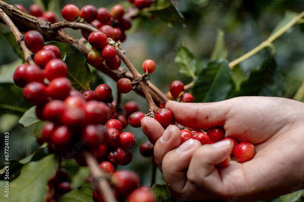 planta fruto y cosecha de café Stock Photo | Adobe Stock