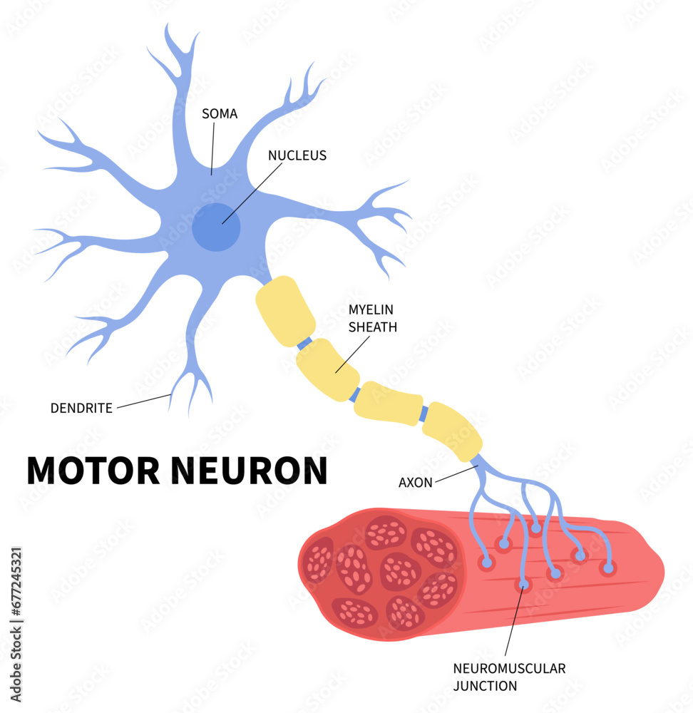 Photo & Art Print The anatomy of Motor neuron cell cause Parkinson's ...