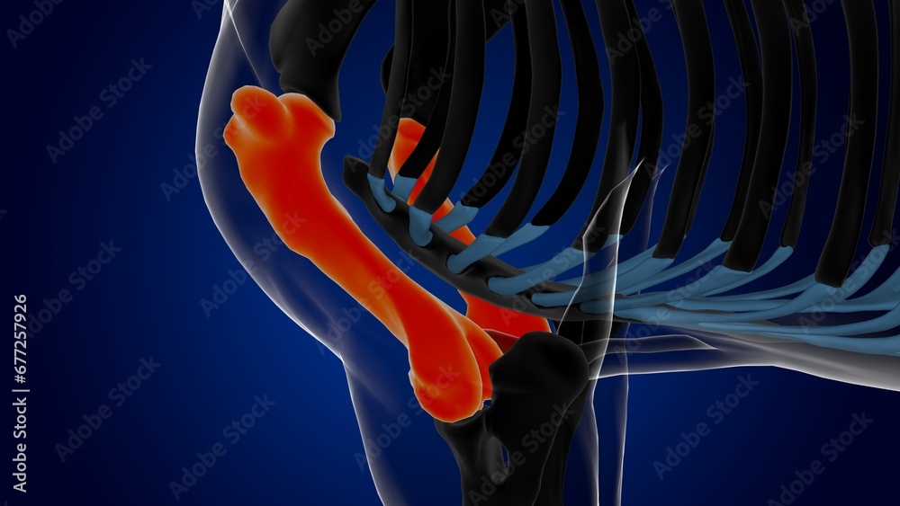 Poster humerus bone horse skeleton anatomy for medical concept 3D ...