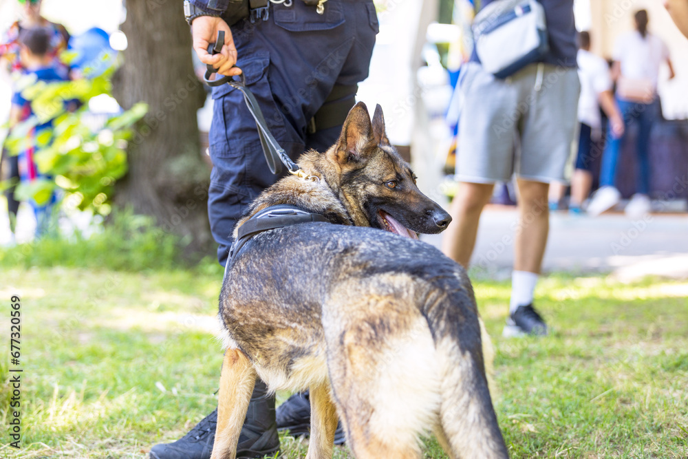 Police dog K9 canine German shepherd with policeman in uniform on duty, blurred people in the ...