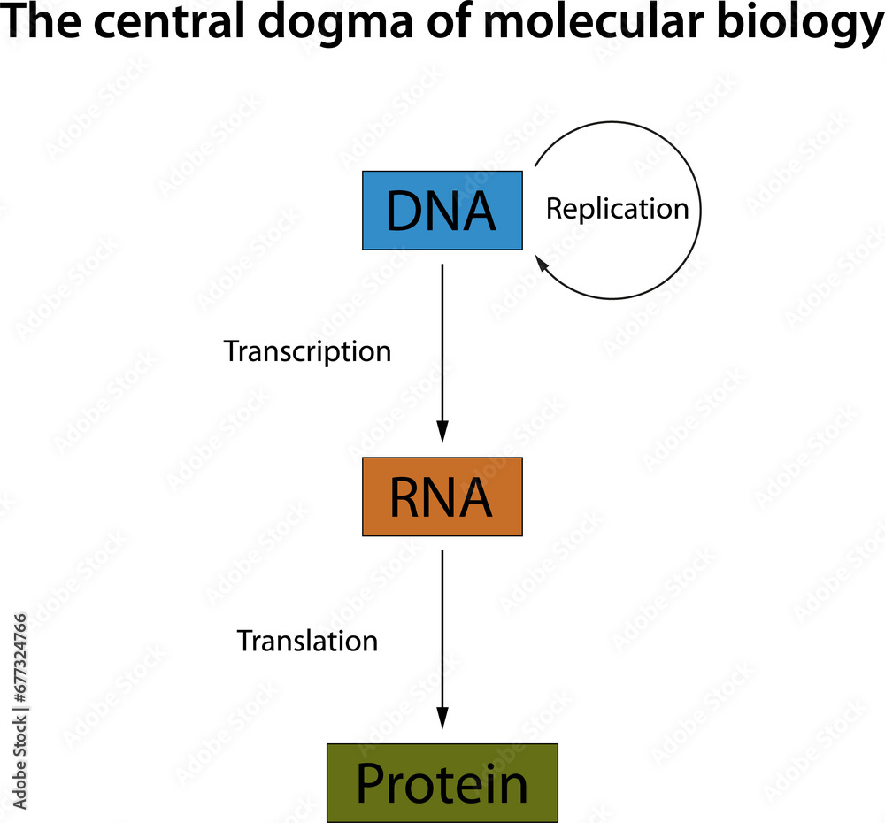 Central dogma of molecular biology Stock Illustration | Adobe Stock