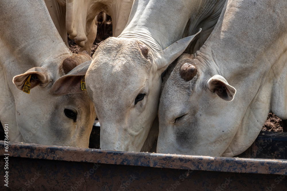 Animals of the Nellore zebu breed lick mineral salt in the trough ...