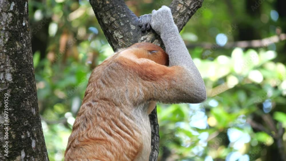 An adult male proboscis monkey (Nasalis larvatus)alpha male is enjoy ...