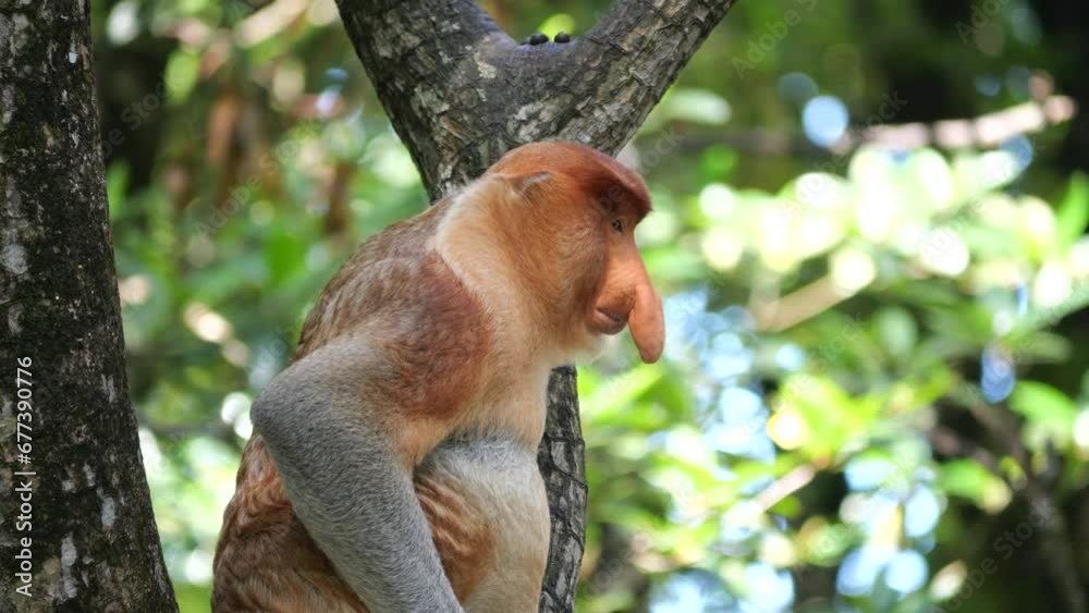 Vidéo Stock An adult male proboscis monkey (Nasalis larvatus)alpha male ...