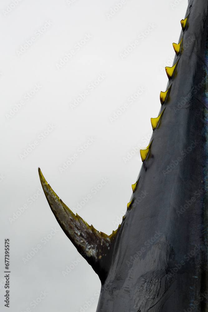 Atlantic bluefin tuna hanging by its dark blue and silver color tail ...