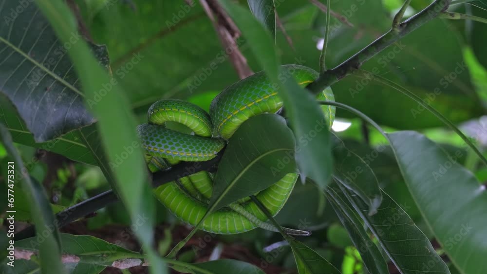 Camara zooms out revealing this snake resting on branches during a ...