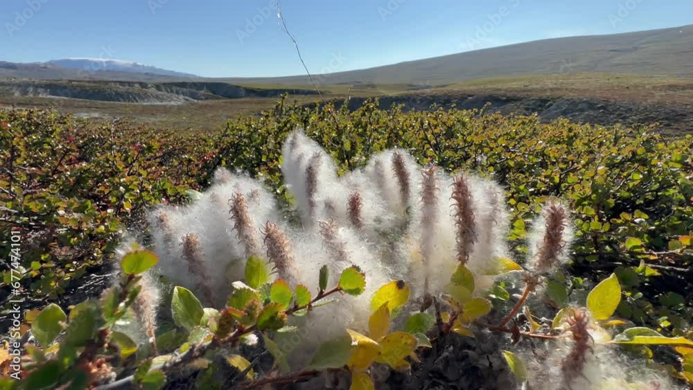 Arctic Willow (Salix arctica) in Rypenæs. Scoresbysund, Greenland ...